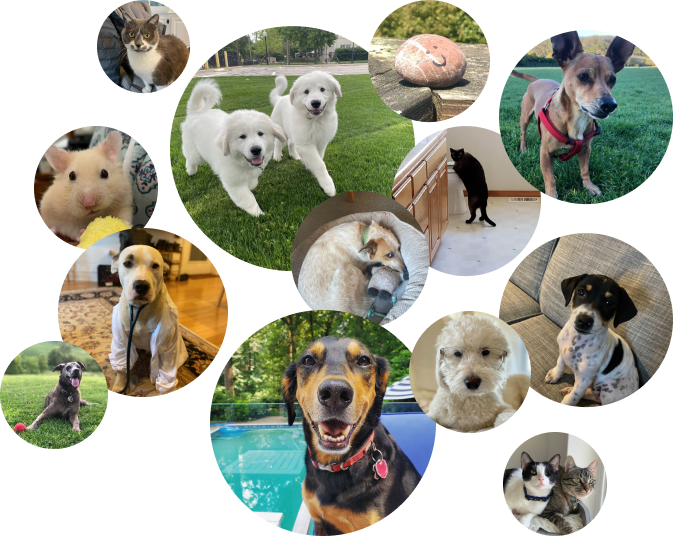 Careers | Become part of the team at Indigov